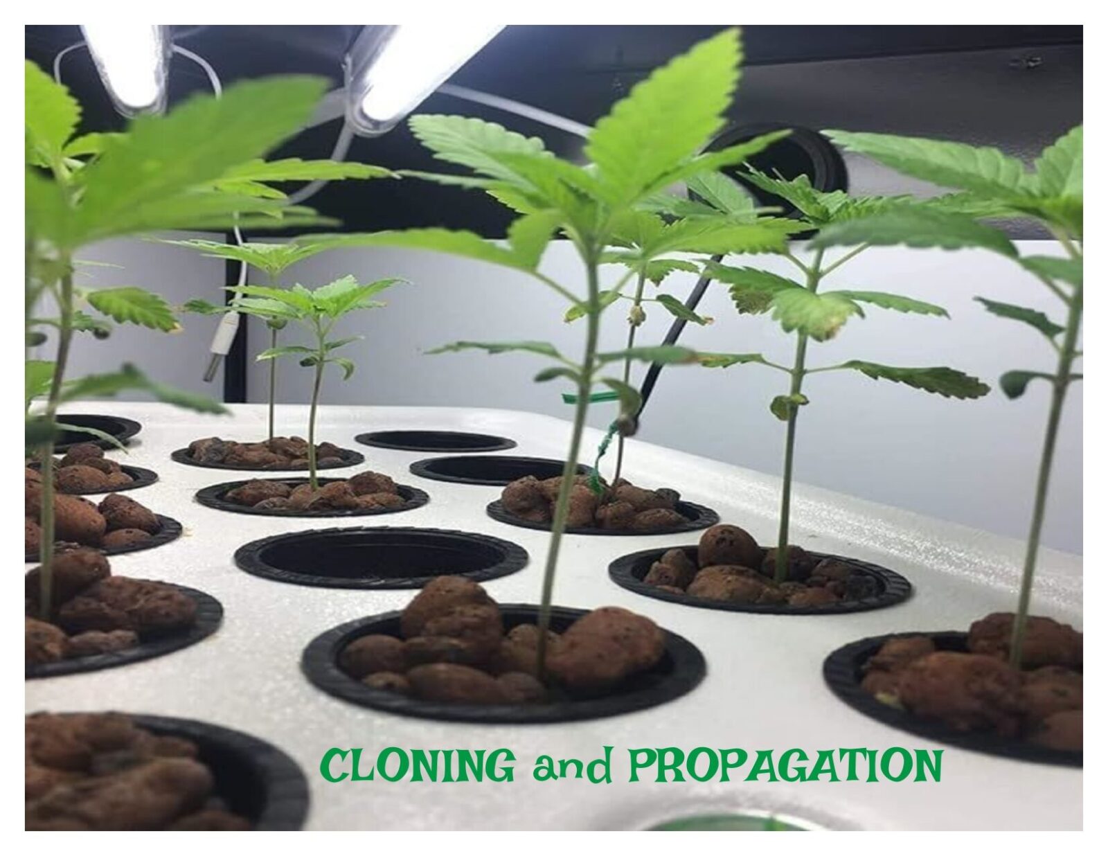 Grow Products - California Grow Shops